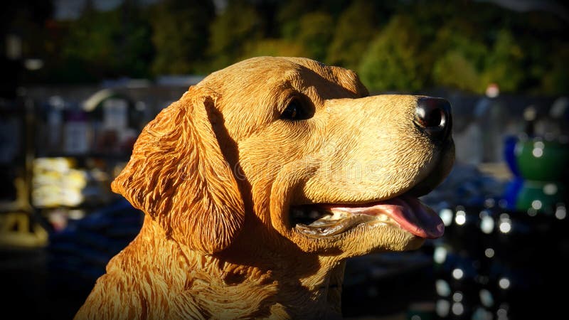 Animal, Canine, Close-up stock photo. Image of vertebrate - 109887336