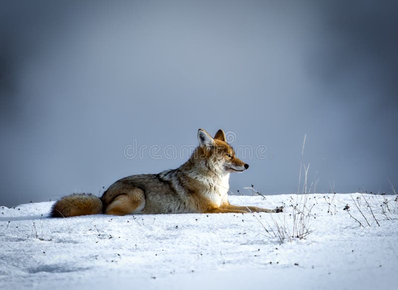 Animal, Canine, Cold Picture. Image: 109887501