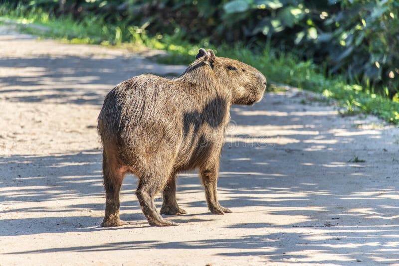 Animal stock photo. Image of pelo, capivara, nature - 119736008