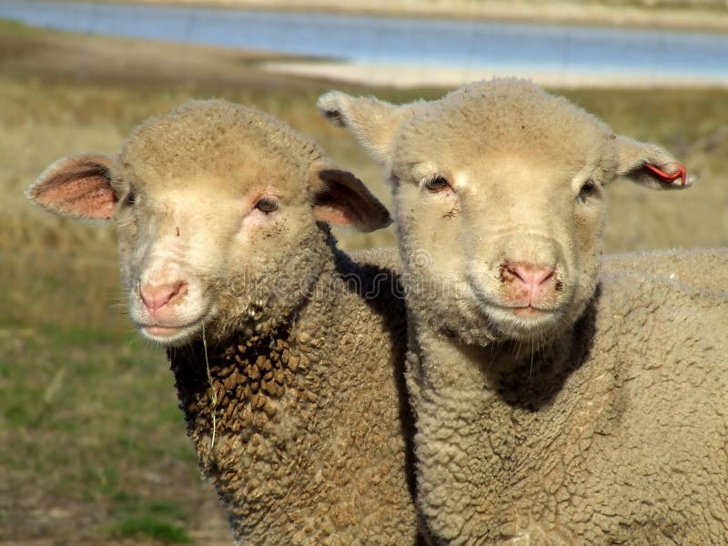 Animal - carneiro imagem de stock. Imagem de animal, prado - 188655