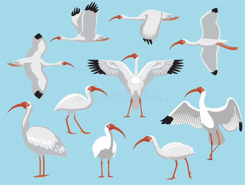 American White Ibis Bird Various Poses Cartoon Vector Character Stock ...