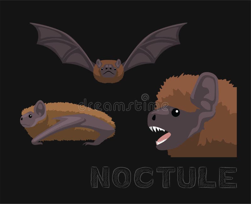 Noctule Stock Illustrations – 15 Noctule Stock Illustrations, Vectors ...