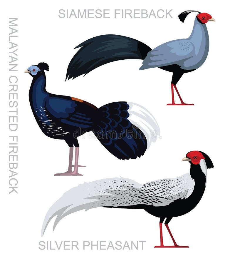 Bird Pheasant Siamese Fireback Set Cute Cartoon Vector Stock ...