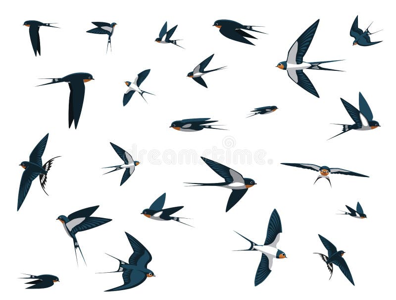 Bird Swallow Flying Migration Various Poses Cartoon Vector Character ...