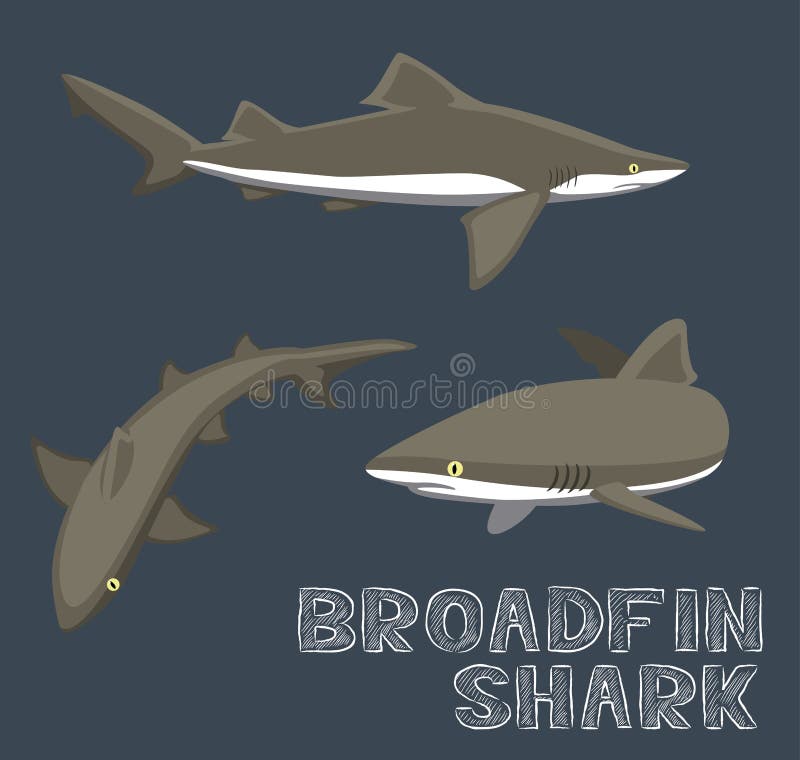 Broadfin Shark Cartoon Vector Illustration Stock Vector - Illustration ...