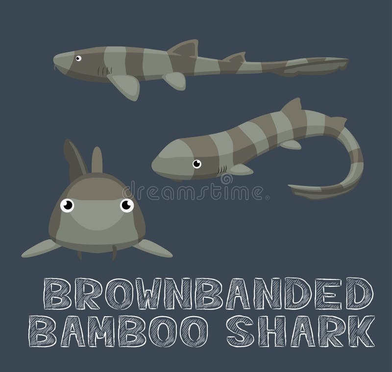 Brownbanded Bamboo Shark Cartoon Vector Illustration Stock Vector ...