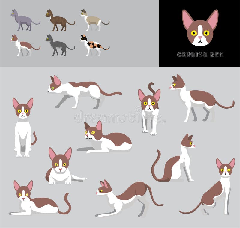 Cat Cornish Rex Cartoon Vector Illustration Color Variation Set Stock ...