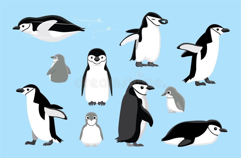 Chinstrap Penguin Chick Cute Bird Winter Set Cartoon Vector Stock ...