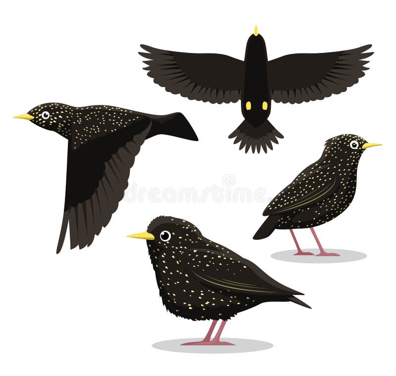 Common Starling Cartoon Vector Illustration Stock Vector - Illustration ...