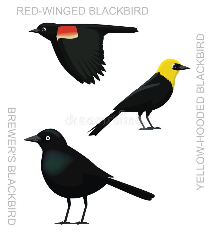 Cute Bird Blackbird Set Cartoon Vector Stock Vector - Illustration of ...