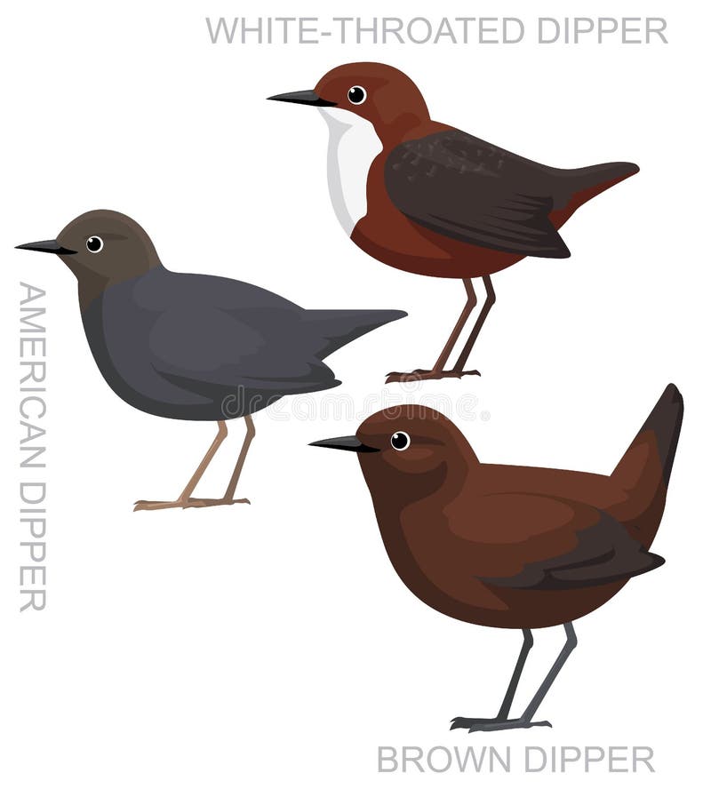 Cute Bird Dipper Set Cartoon Vector Stock Vector - Illustration of ...