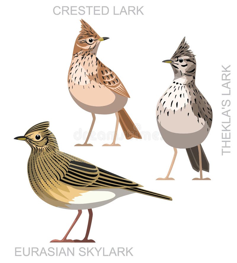 Cartoon Lark Stock Illustrations – 131 Cartoon Lark Stock Illustrations ...