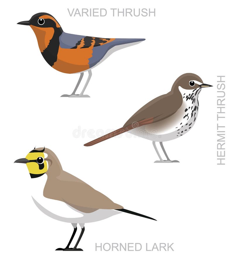 Cute Bird Hermit Thrush Horned Lark Set Cartoon Vector Stock Vector ...