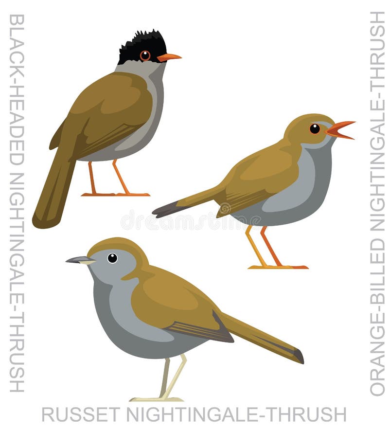 Cute Bird Nightingale-Thrush Set Cartoon Vector Stock Vector ...