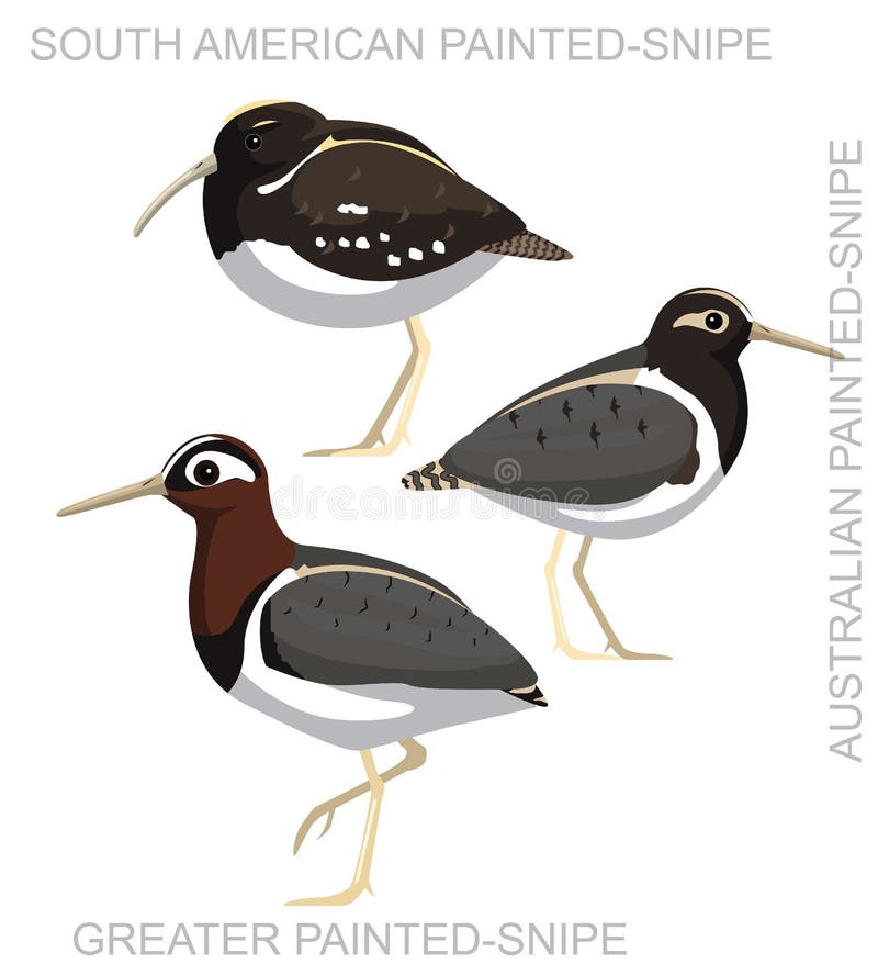 Painted Snipe Stock Illustrations – 12 Painted Snipe Stock ...