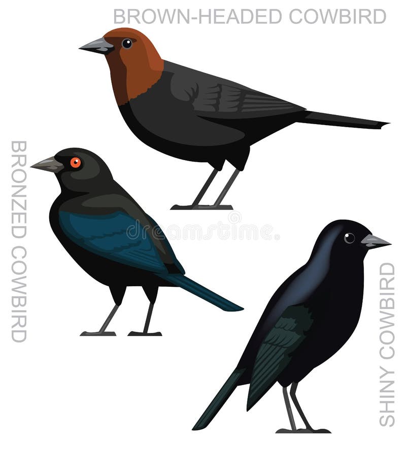 Cowbird Cartoon Stock Illustrations – 23 Cowbird Cartoon Stock ...