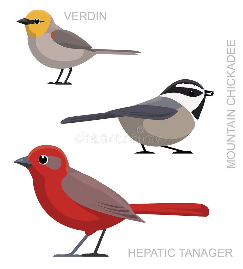 Cute Bird Verdin Tanager Chickadee Set Cartoon Vector Stock ...