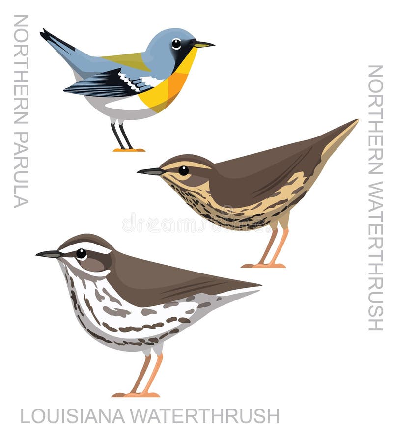 Cute Bird Waterthrush Parula Crow Set Cartoon Vector Stock Vector ...