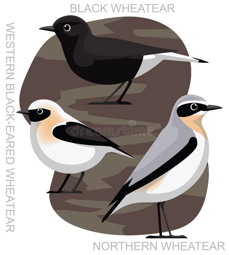 Cute Bird Bowerbird Set Cartoon Vector Stock Vector - Illustration of ...