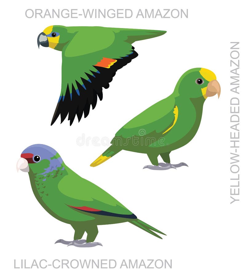 Cute Bird Yellow-Headed Amazon Parrots Set Cartoon Vector Stock Vector ...