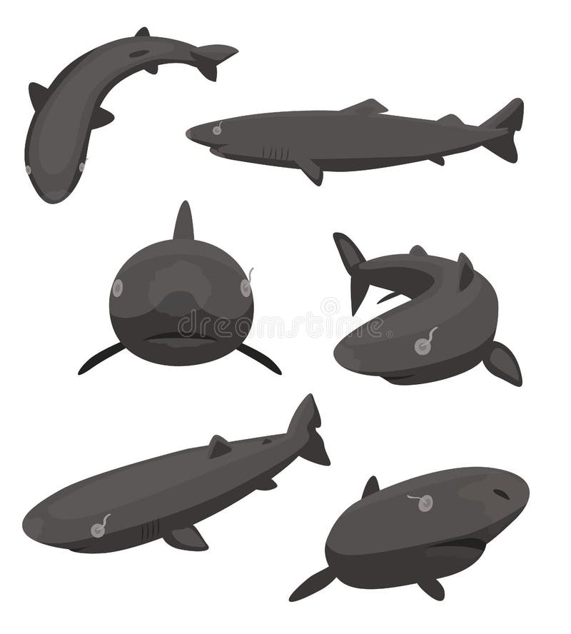 Cute Greenland Shark Poses Set Cartoon Vector Stock Vector ...