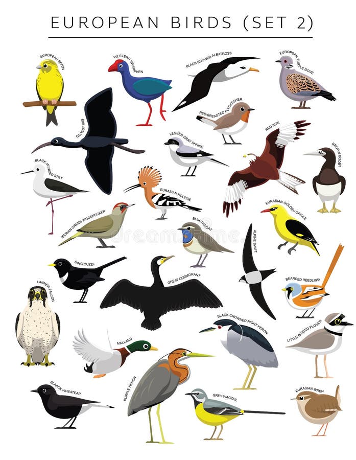 European Birds Set Cartoon Vector Character 2 Stock Vector ...