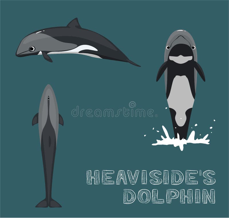 Heaviside`s Dolphin Cartoon Vector Illustration Stock Vector ...