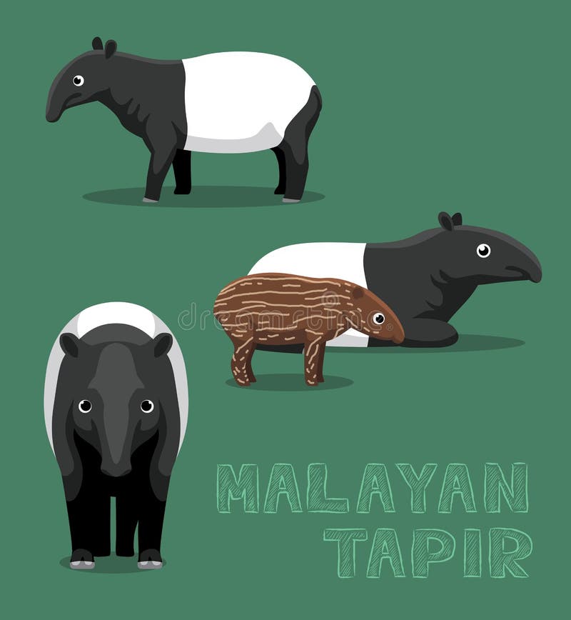 Cute Malayan Tapir Sitting in Grass As Asian Animal with White Patch ...