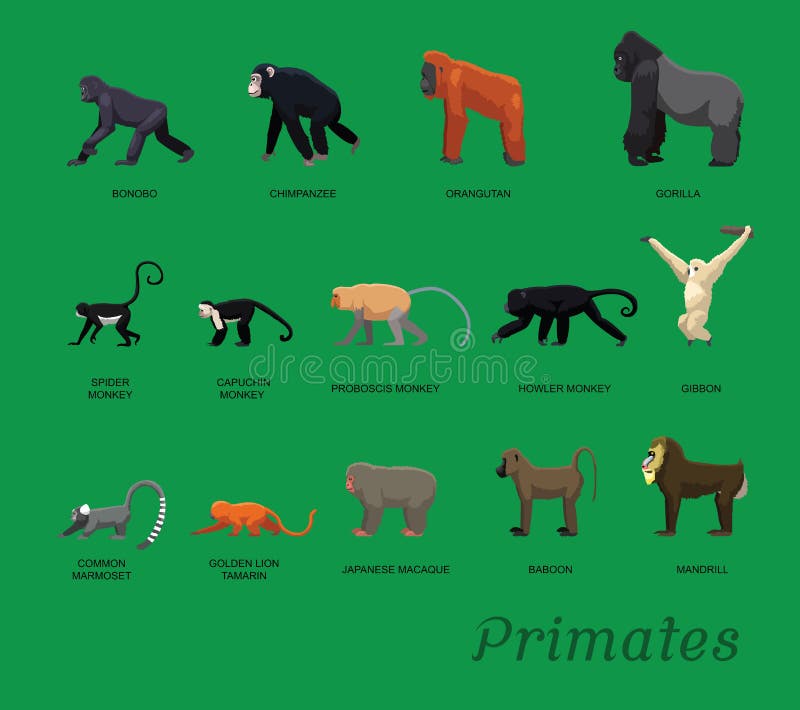 Primate Species Set Cartoon Vector Illustration Stock Vector ...