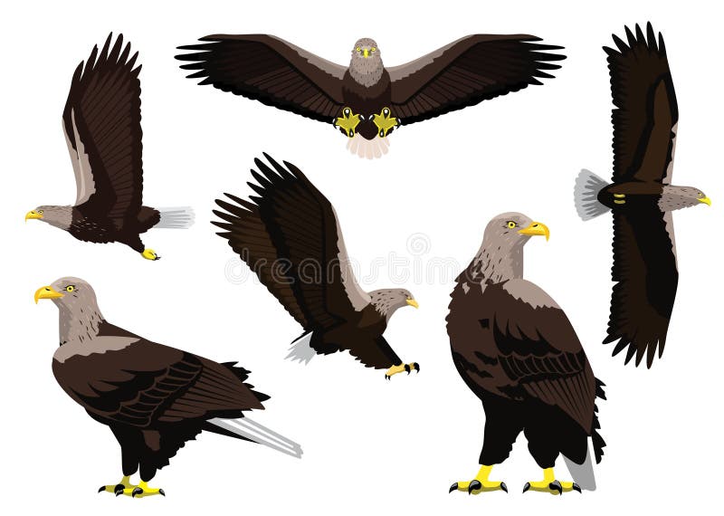 White-Tailed Eagle Various Poses Cartoon Vector Illustration Stock ...