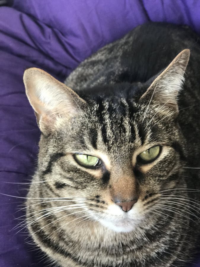 Animal stock image. Image of stillness, calm, animal - 97000117