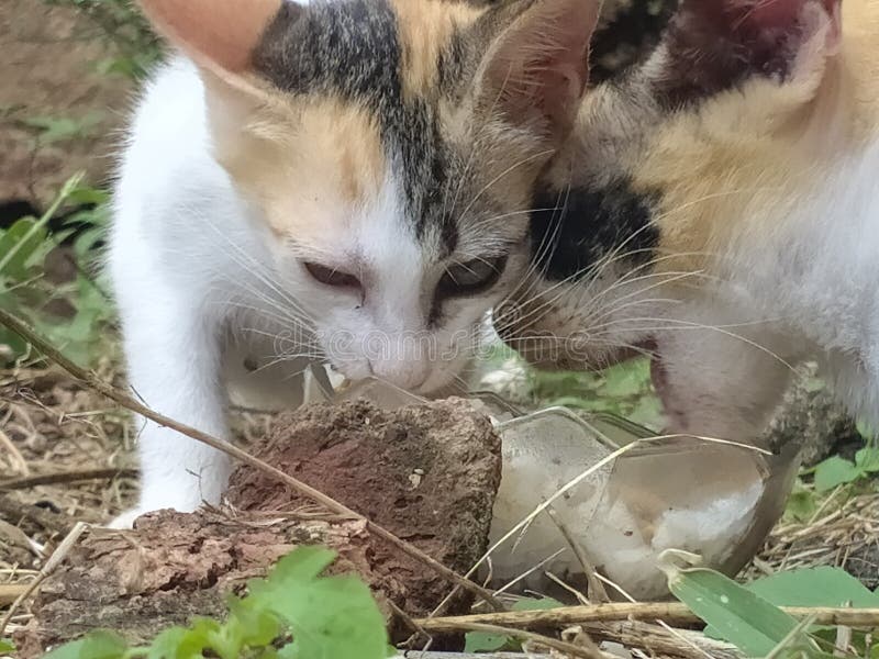 Animal Cat Cute Eating in Garden Stock Photo - Image of garden, cute ...
