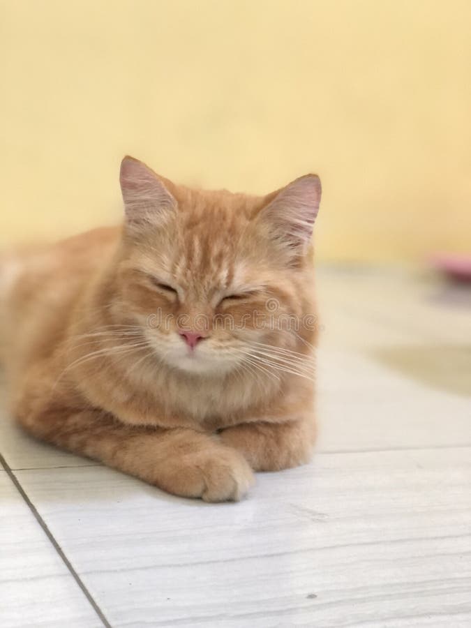 Animal stock photo. Image of meow, cute, kitty, animal - 221964396