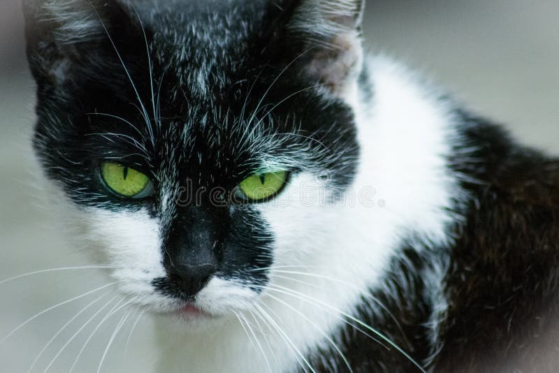 Animal - Cat stock image. Image of czech, animal, tomcat - 76672491