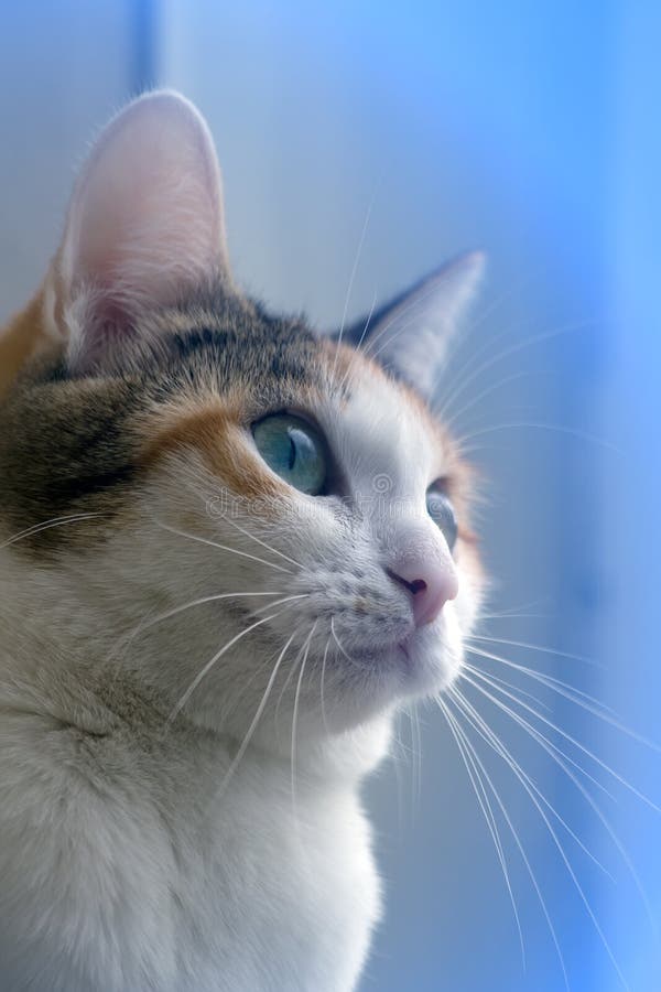 Animal Cat Favourite Family Value Stock Image - Image of eyes, wool ...