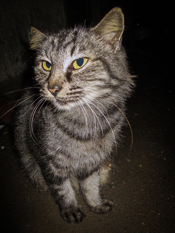 Animal | cat night stock photo. Image of dark, night - 197534076