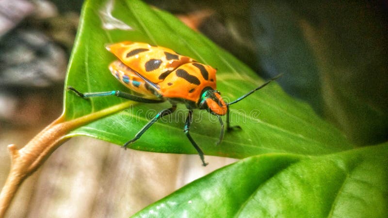 Animal Catao Ocellatus stock photo. Image of natural - 263316130