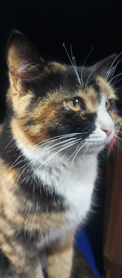 Animal cats, pets, animal stock photo. Image of pets - 309993944