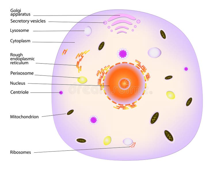 Cytoskeleton Stock Illustrations – 723 Cytoskeleton Stock Illustrations ...