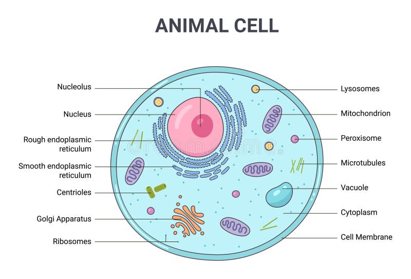 Vector Illustration of the Plant Cell Anatomy Structure. Vector ...