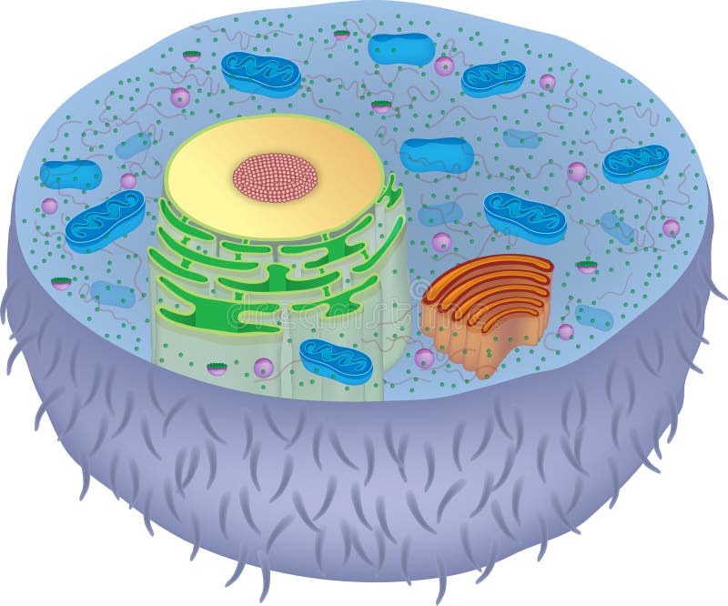 Animal cell stock illustration. Illustration of biological - 37889236