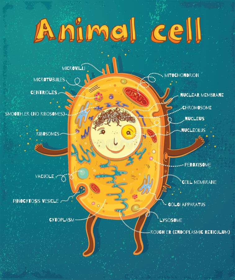 Animal cell anatomy stock vector. Illustration of cytology - 70781733 Animal cell anatomy stock vector. Illustration of cytology - 70781733