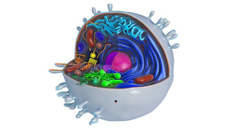 Animal Cell in Section, Multi-colored with Core Stock Illustration ...