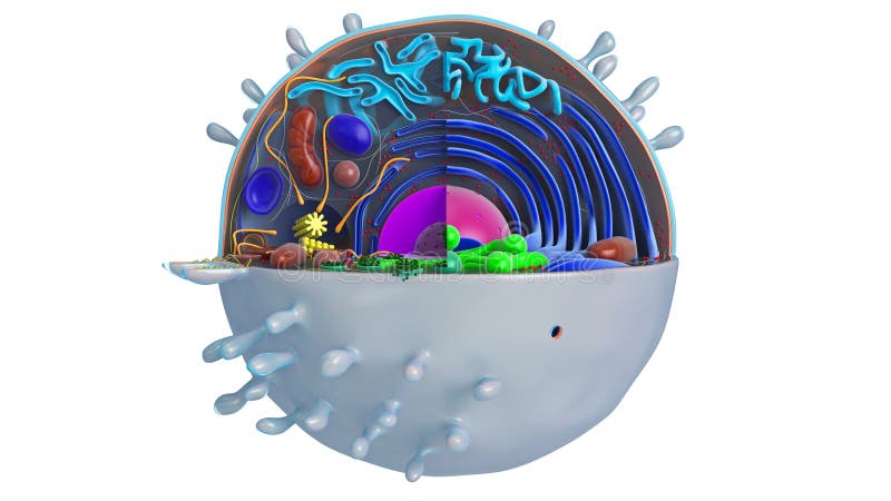Animal Cell in Section, Multi-colored, Front View Stock Illustration ...