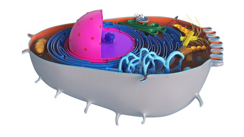 Animal Cell in Section, Multi-colored Stock Illustration - Illustration ...