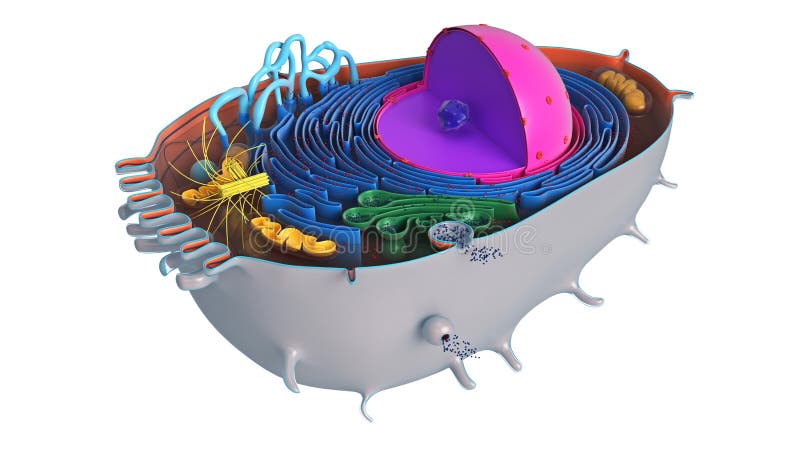 Animal Cell In Section, Multi-colored Stock Illustration - Illustration ...