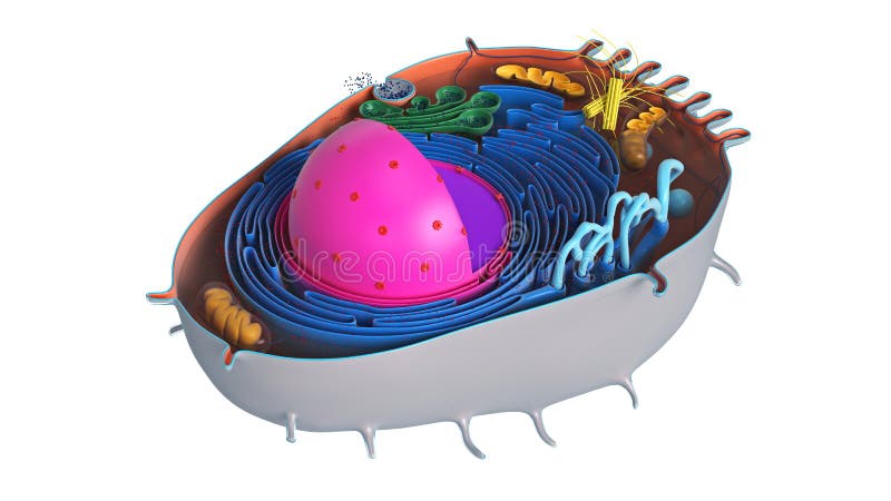 Animal Cell in Section, Multi-colored Stock Illustration - Illustration ...