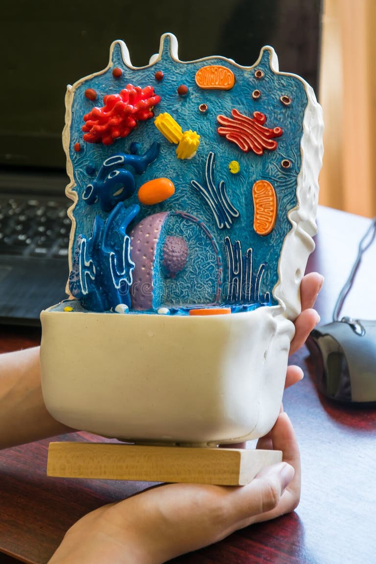 Animal Cell Model Structure Stock Photos - Free & Royalty-Free Stock ...