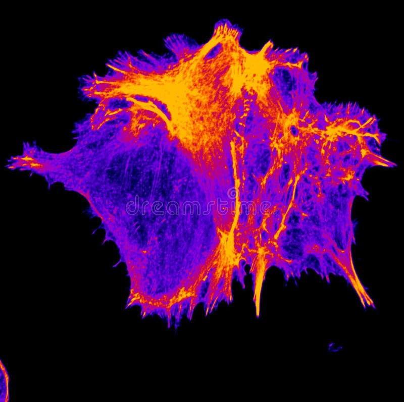 547 Eye Under Microscope Stock Photos - Free & Royalty-Free Stock ...