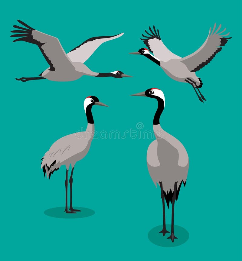 Bird Crane Species Set Cartoon Vector Illustration Stock Vector ...